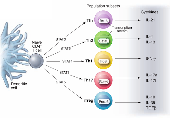 ELISA applied in research | U-CyTech